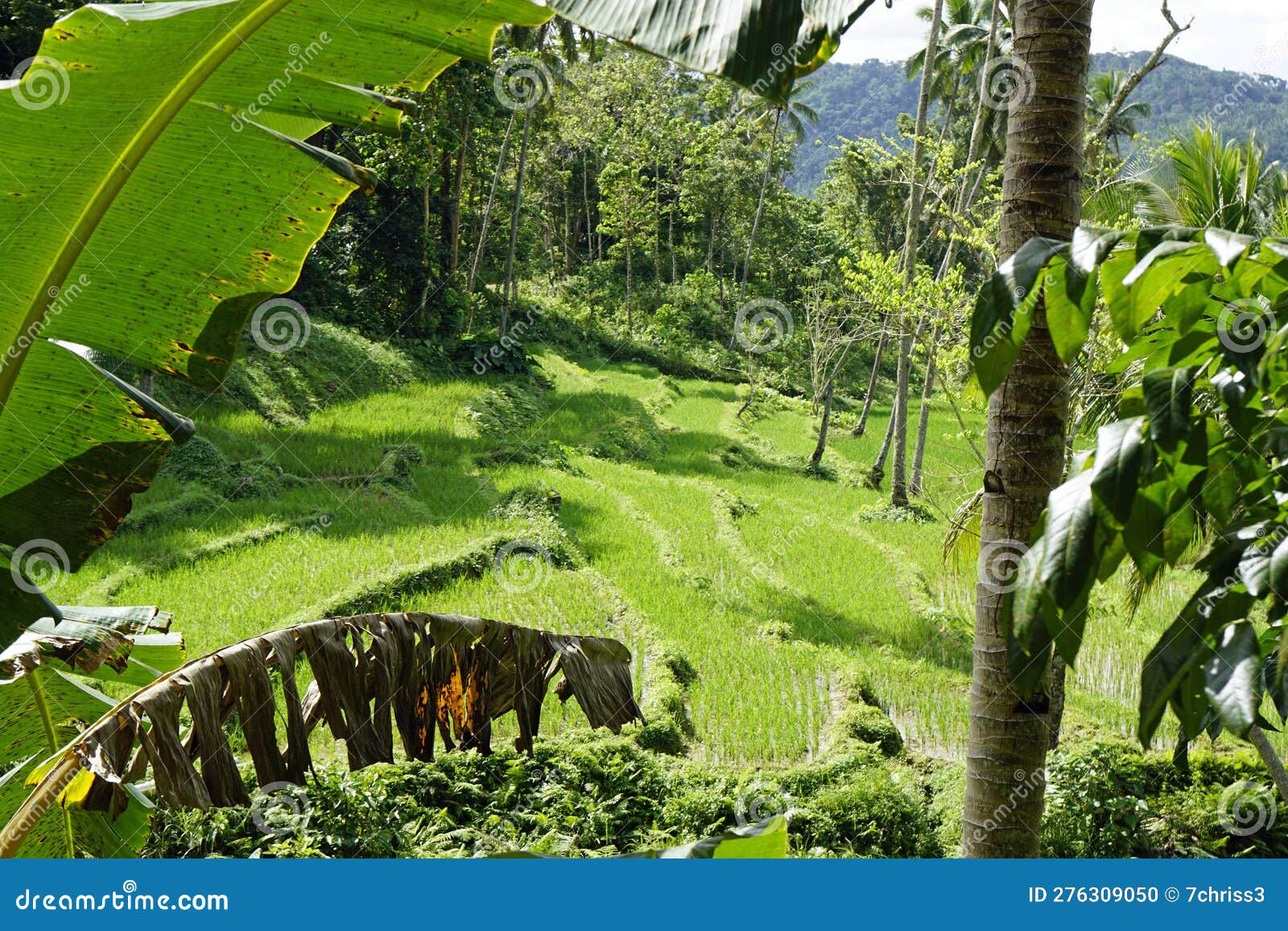 Rice Fields on Bohol Islnd at the Philippines Stock Photo - Image of ...
