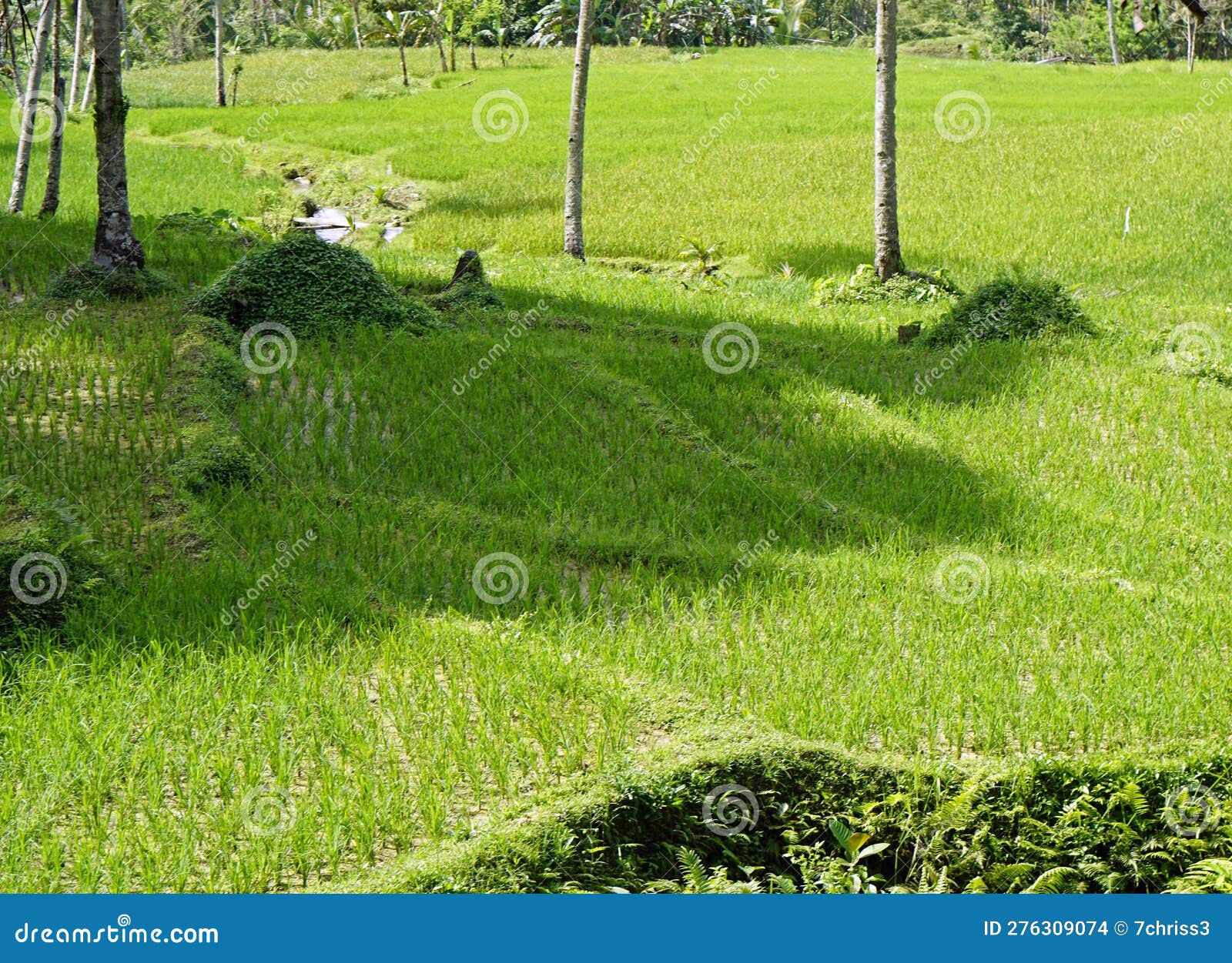 Rice Fields on Bohol Islnd at the Philippines Stock Photo - Image of ...