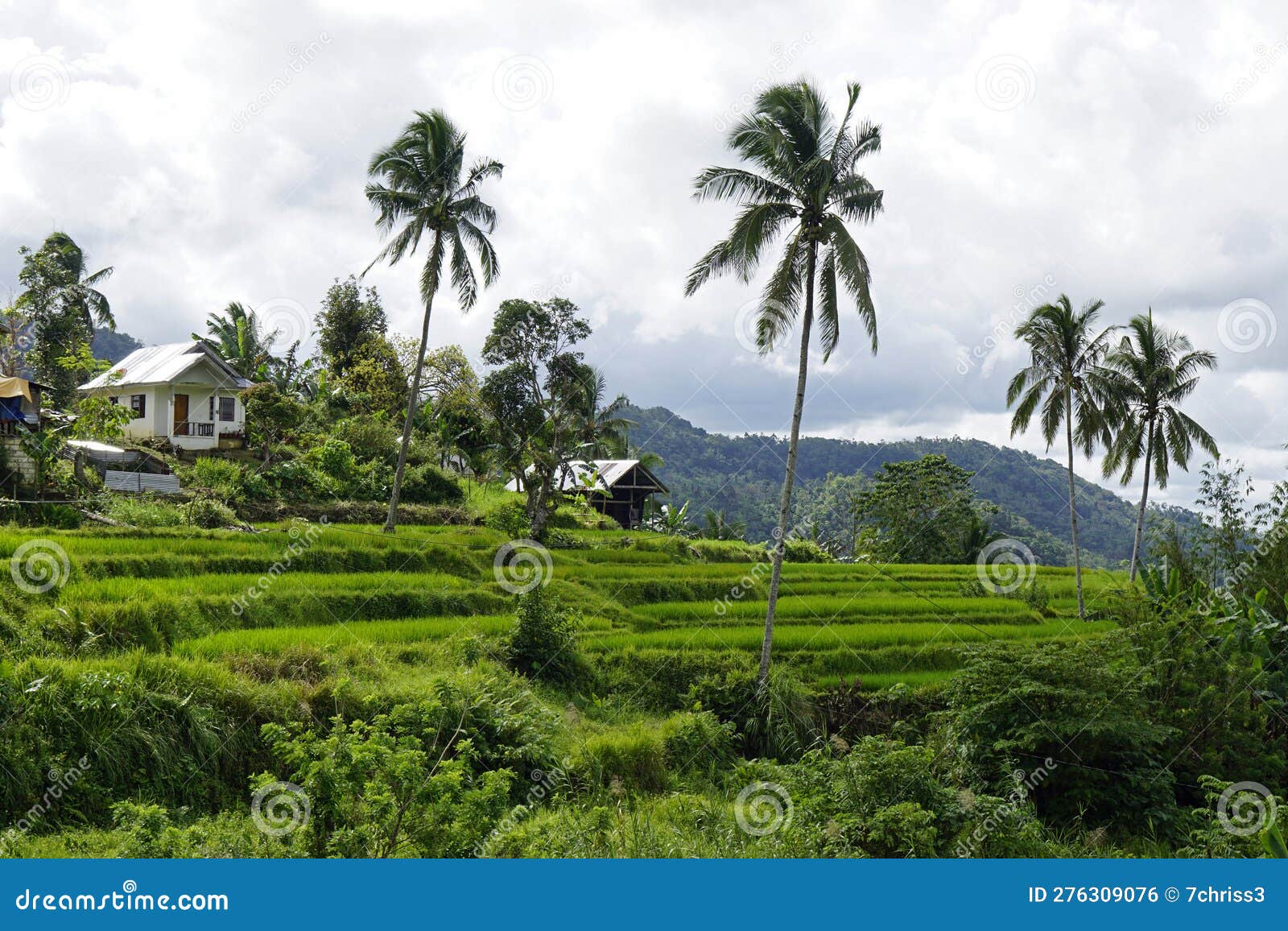 Rice Fields on Bohol Islnd at the Philippines Stock Photo - Image of ...