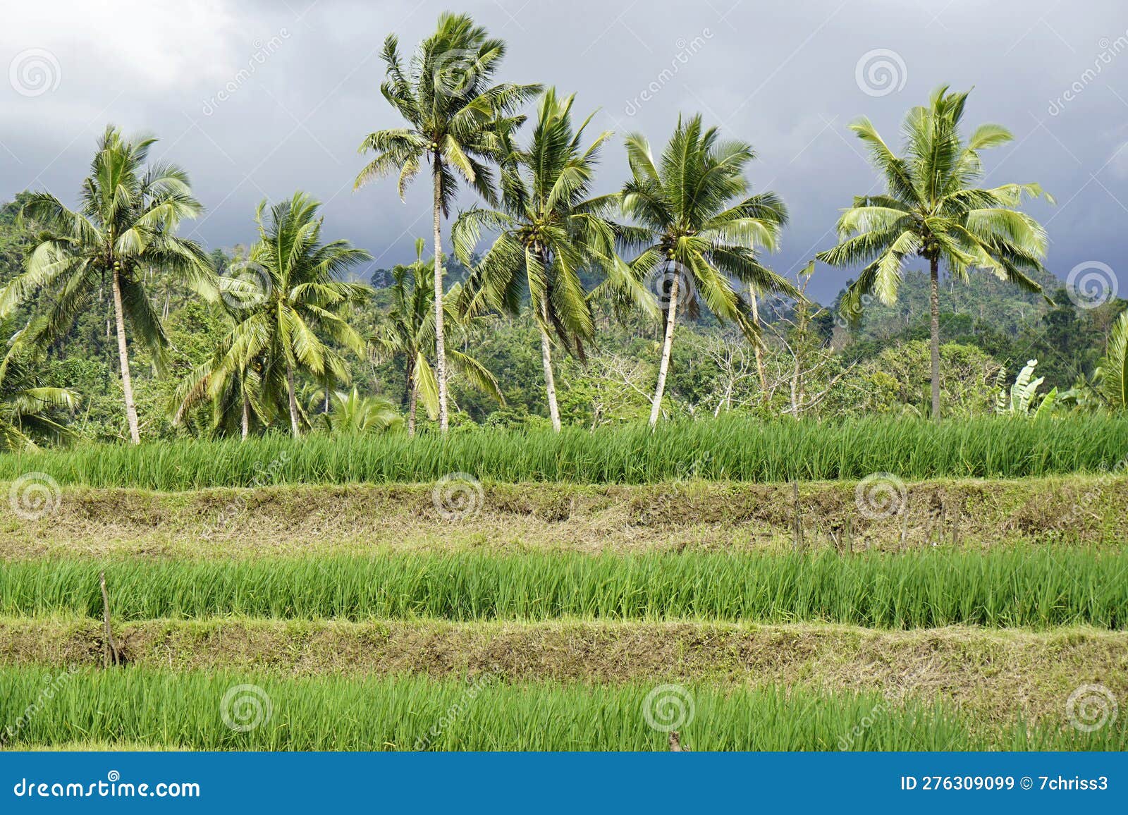 Rice Fields on Bohol Islnd at the Philippines Stock Image - Image of ...