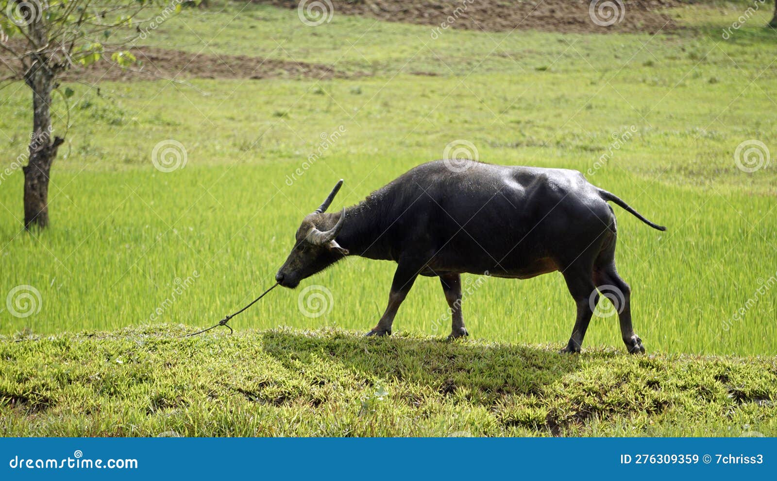 Rice Fields on Bohol Islnd at the Philippines Stock Image - Image of ...