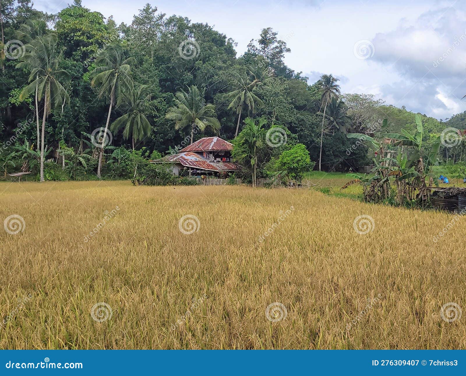 Rice Fields on Bohol Islnd at the Philippines Stock Image - Image of ...