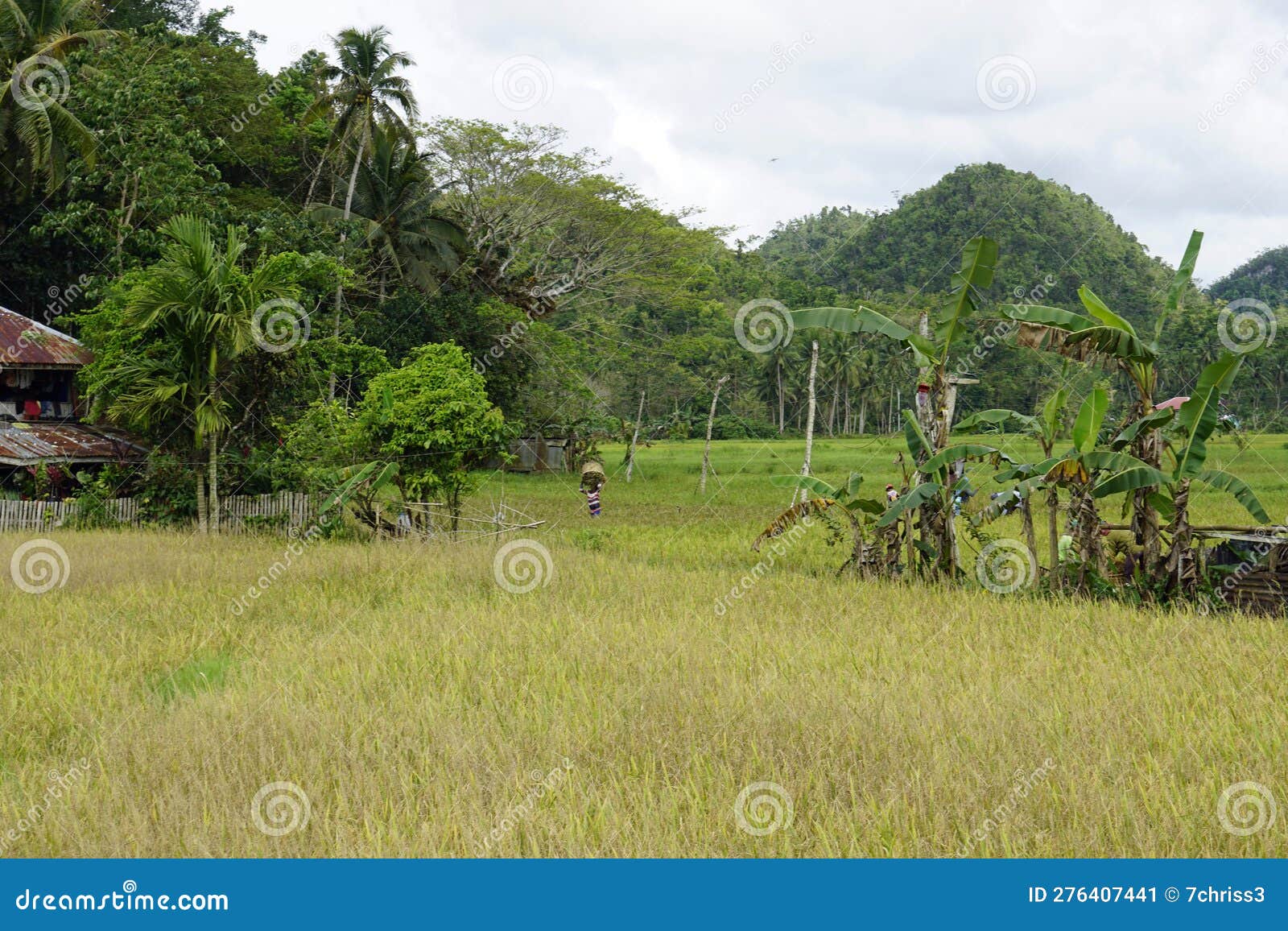 Rice Fields on Bohol Islnd at the Philippines Stock Image - Image of ...