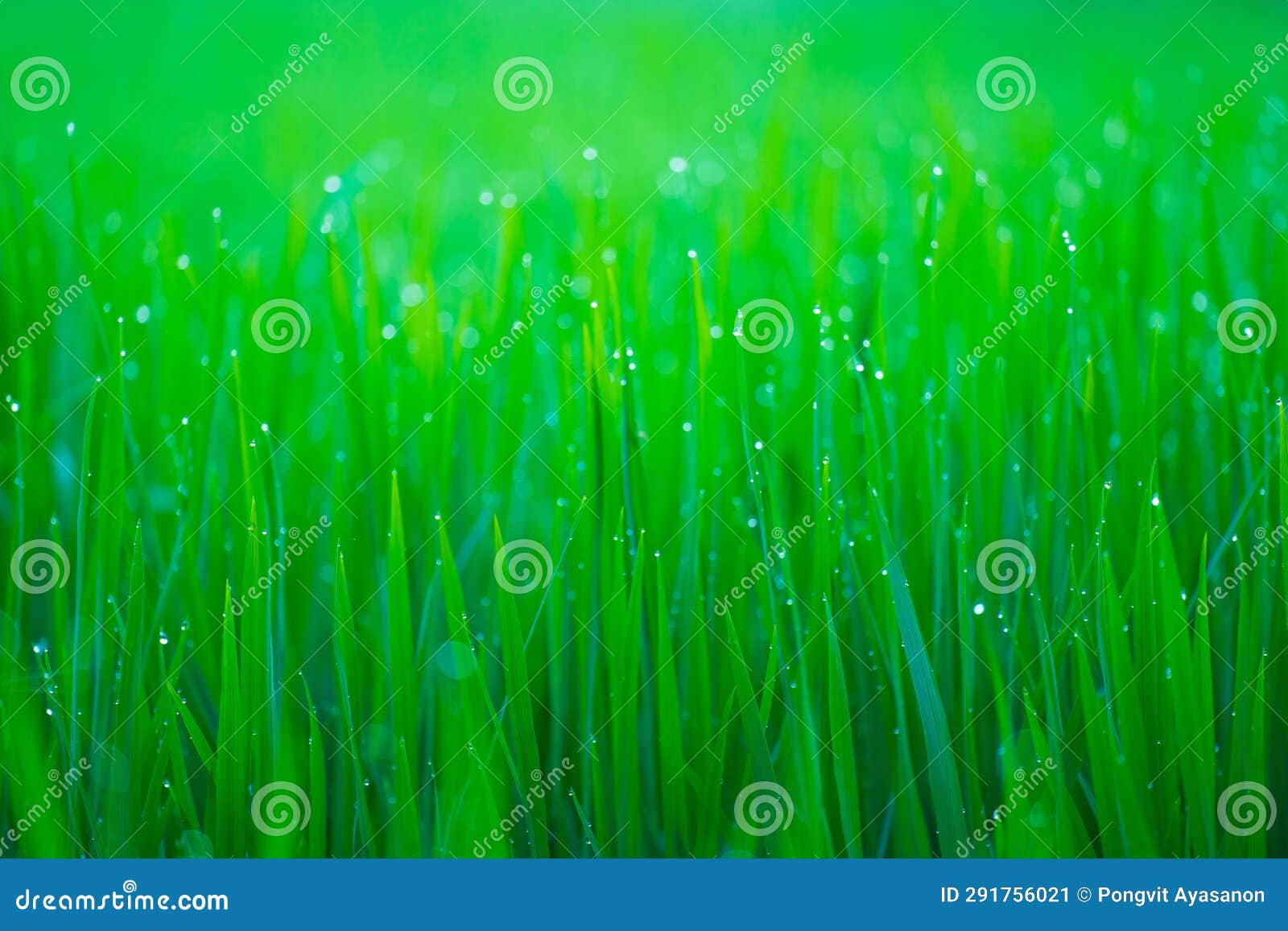 Rice Fields and Bokeh Dew Drop on the Top of the Rice Fields in the ...