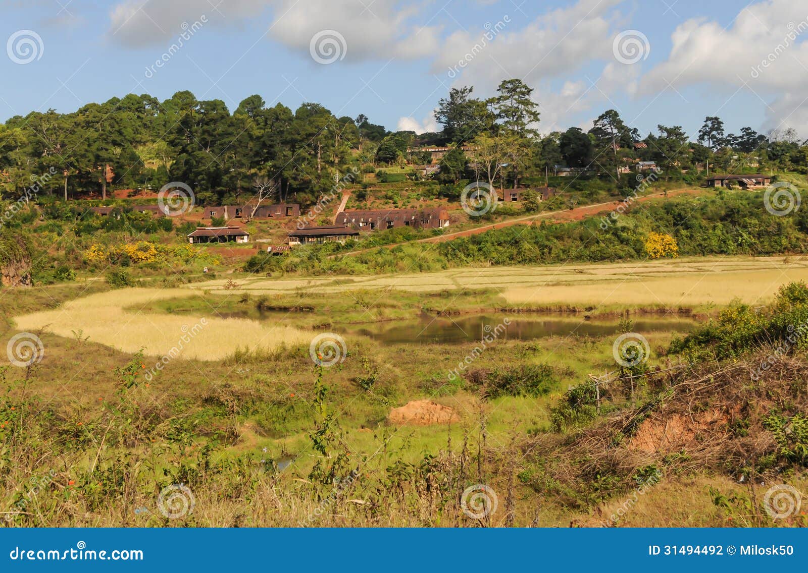 Rice Fields in Burma stock photo. Image of myanmar, fields - 31494492