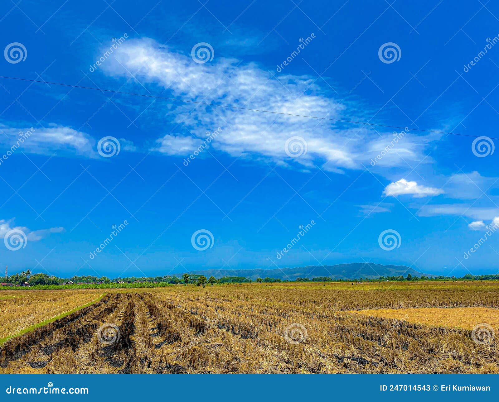 Burnt Rice field stock image. Image of field, fields - 247014543