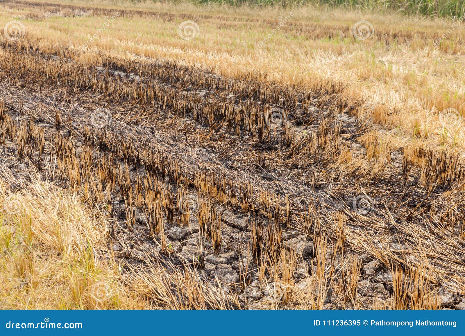 Rice Fields Burned after the Harvest Stock Image - Image of field ...