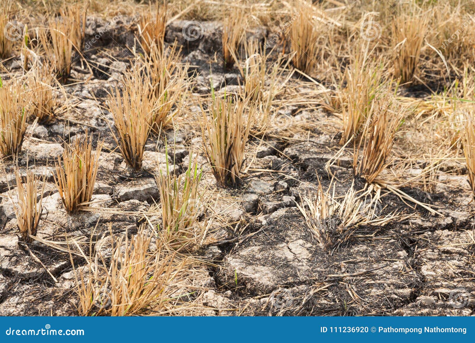 Rice Fields Burned after the Harvest Stock Photo - Image of harvest ...