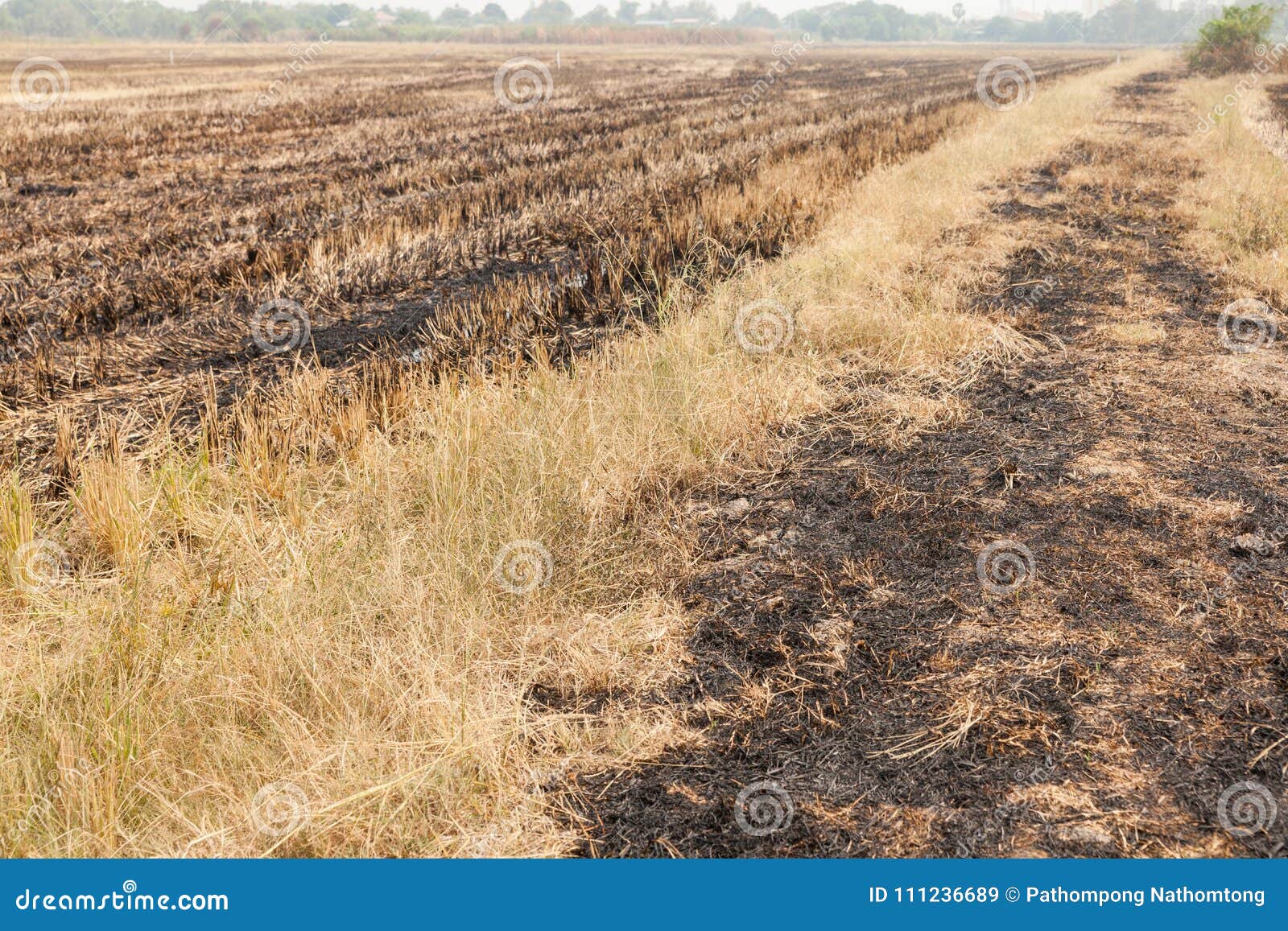 Rice Fields Burned after the Harvest Stock Image - Image of land, fire ...