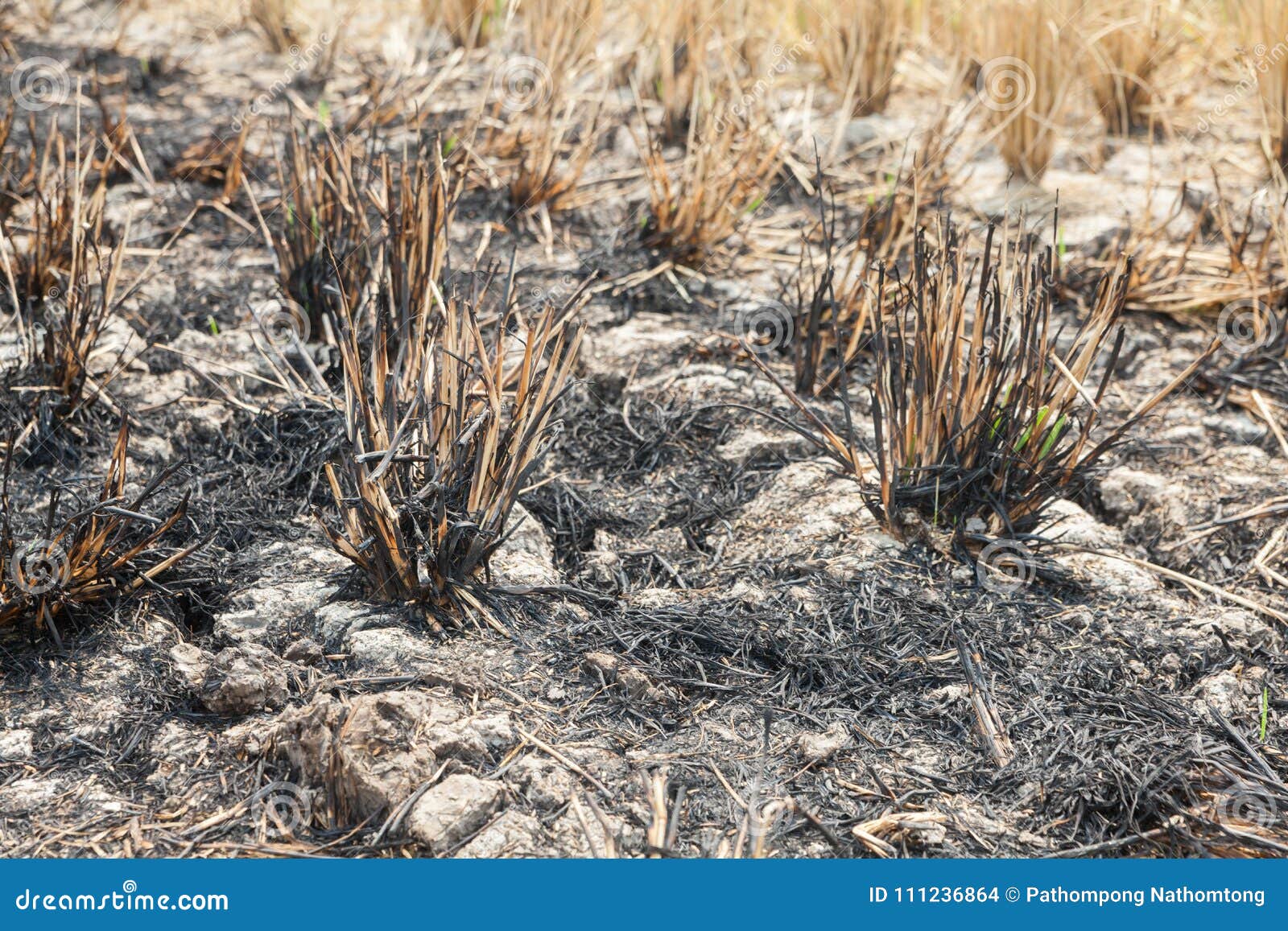 Rice Fields Burned after the Harvest Stock Photo - Image of harvesting ...