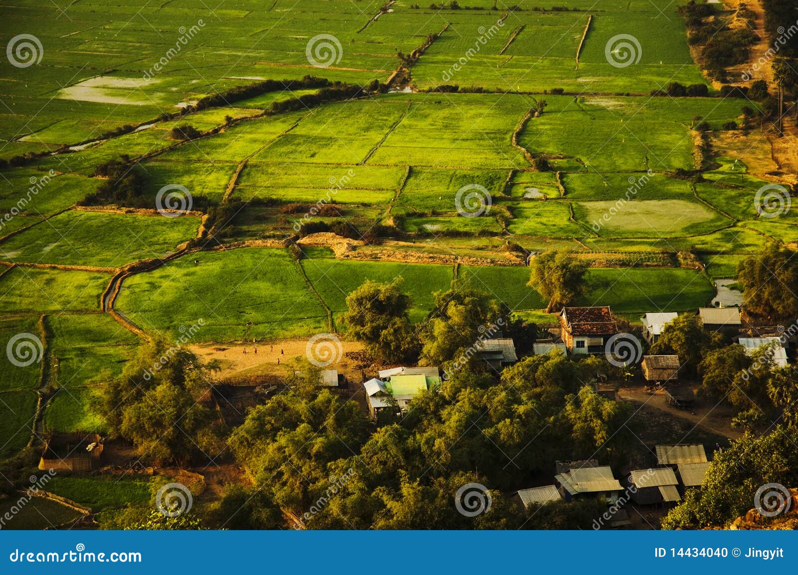 Rice Fields, Cambodia stock photo. Image of aerial, farming - 14434040