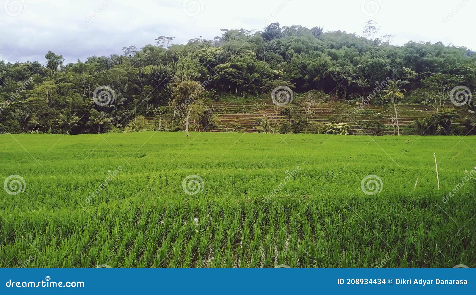 Rice Fields that Can Cover the Basic Needs of the Community Stock Photo ...