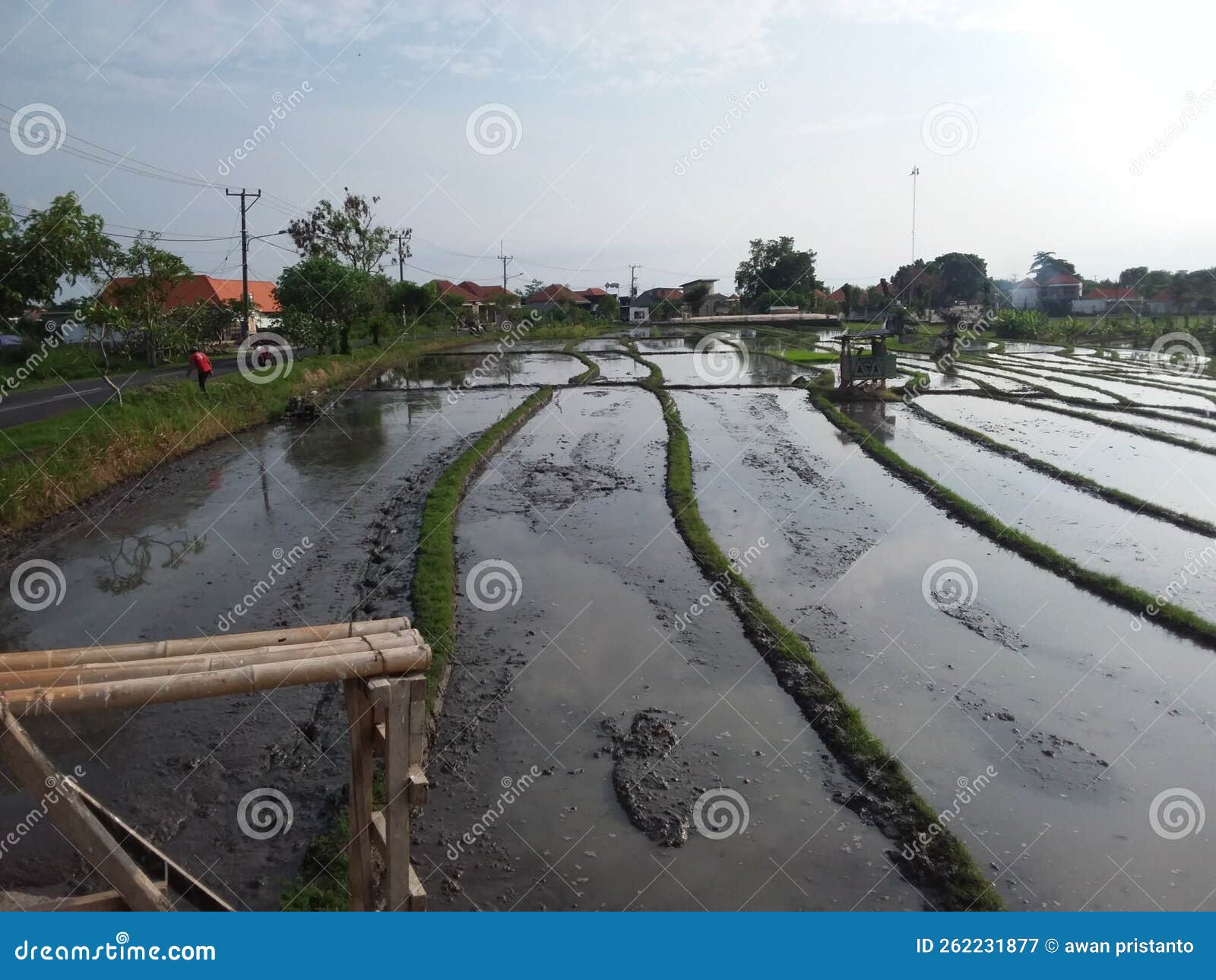 Rice Fields on Canggu Bali Indonesia Stock Image - Image of indonesia ...