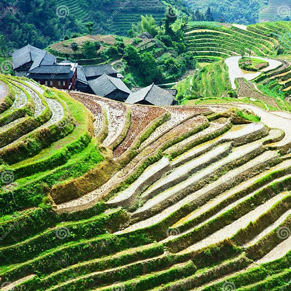 Rice Fields in China - Long-ji Stock Image - Image of county, field ...