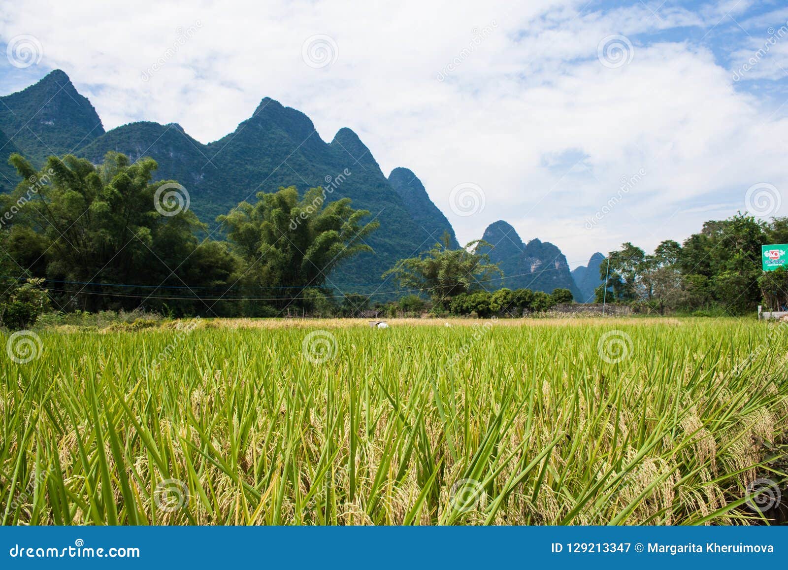 Rice Fields in China in the Province of Yangshuo City Stock Image ...