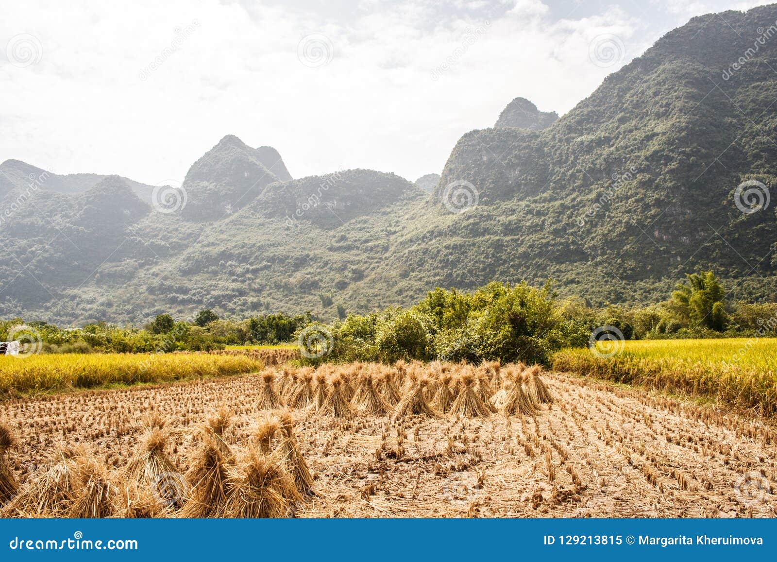 Rice Fields in China in the Province of Yangshuo City Stock Image ...
