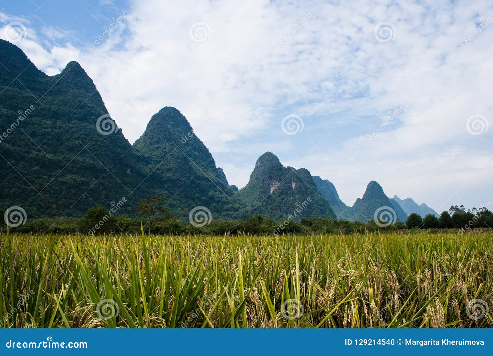Rice Fields in China in the Province of Yangshuo City Stock Photo ...