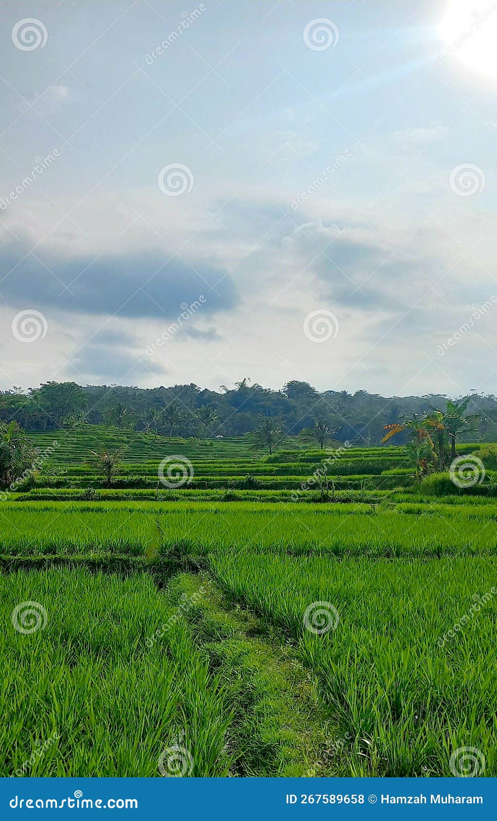 The Rice Fields in Cibeber Village are Very Beautiful Stock Photo ...