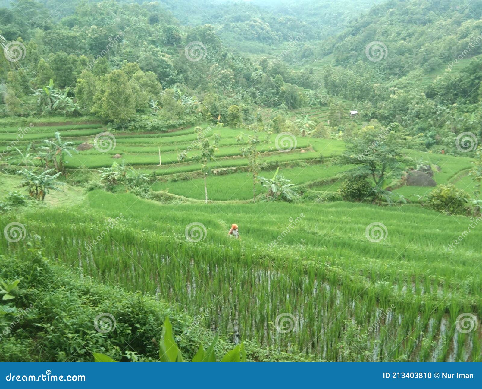 Rice Fields in the City of Madiun INDONESIA Stock Photo - Image of ...