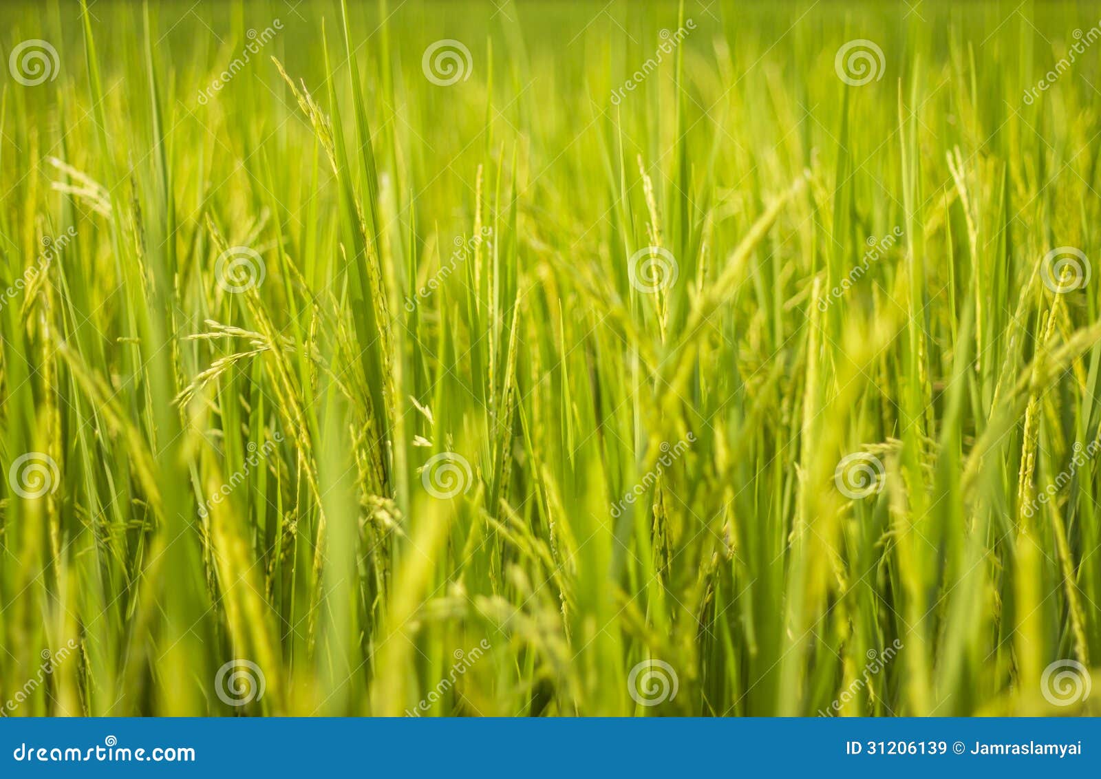 Rice fields stock image. Image of thailand, plantation - 31206139