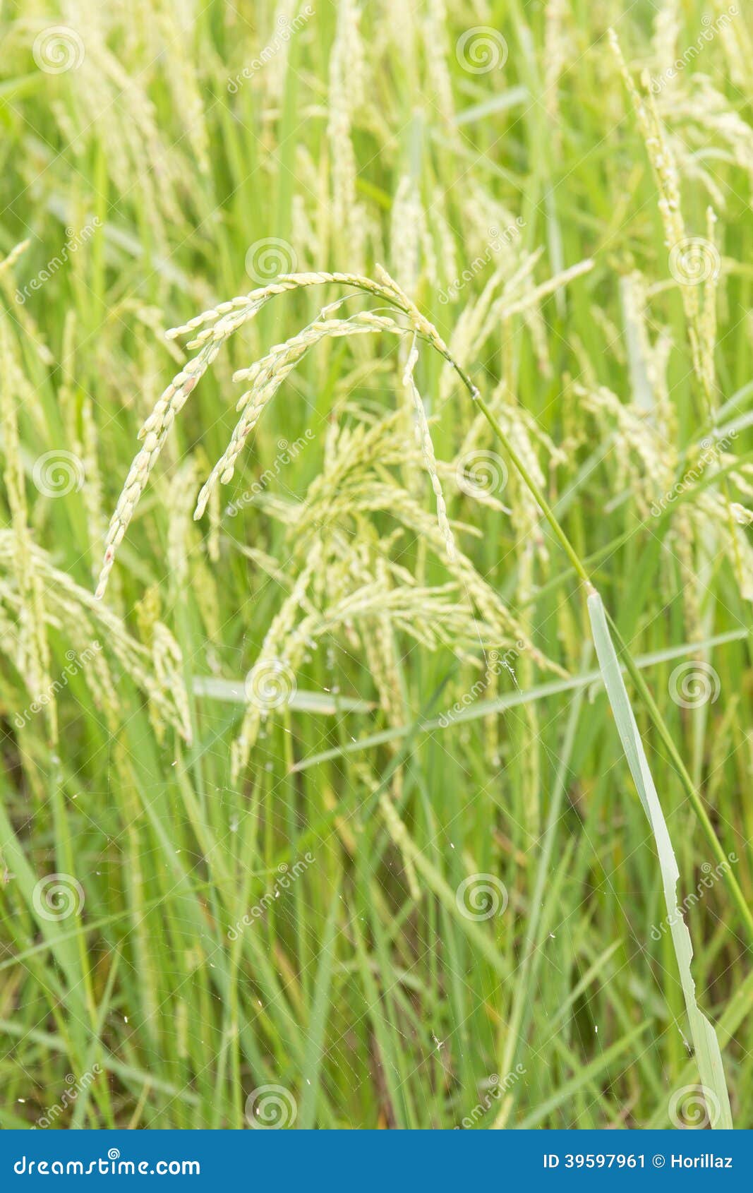 Rice fields close up stock image. Image of grow, detail - 39597961