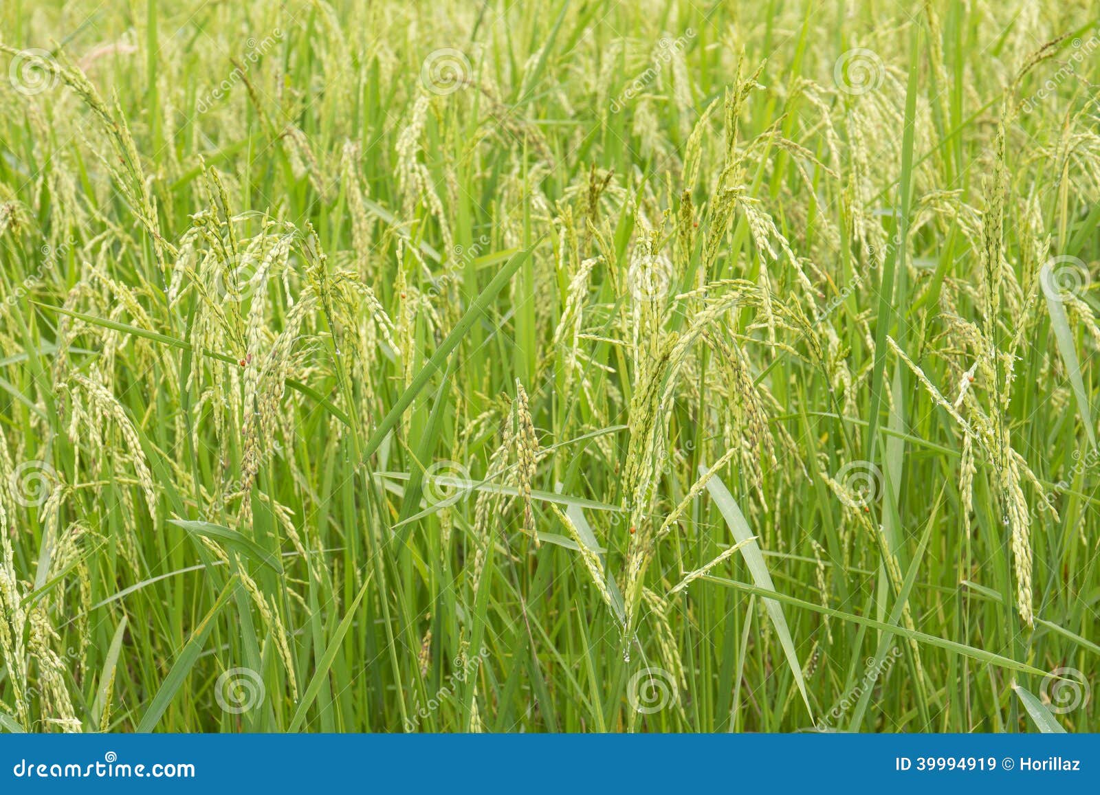 Rice fields close up stock image. Image of crop, farm - 39994919