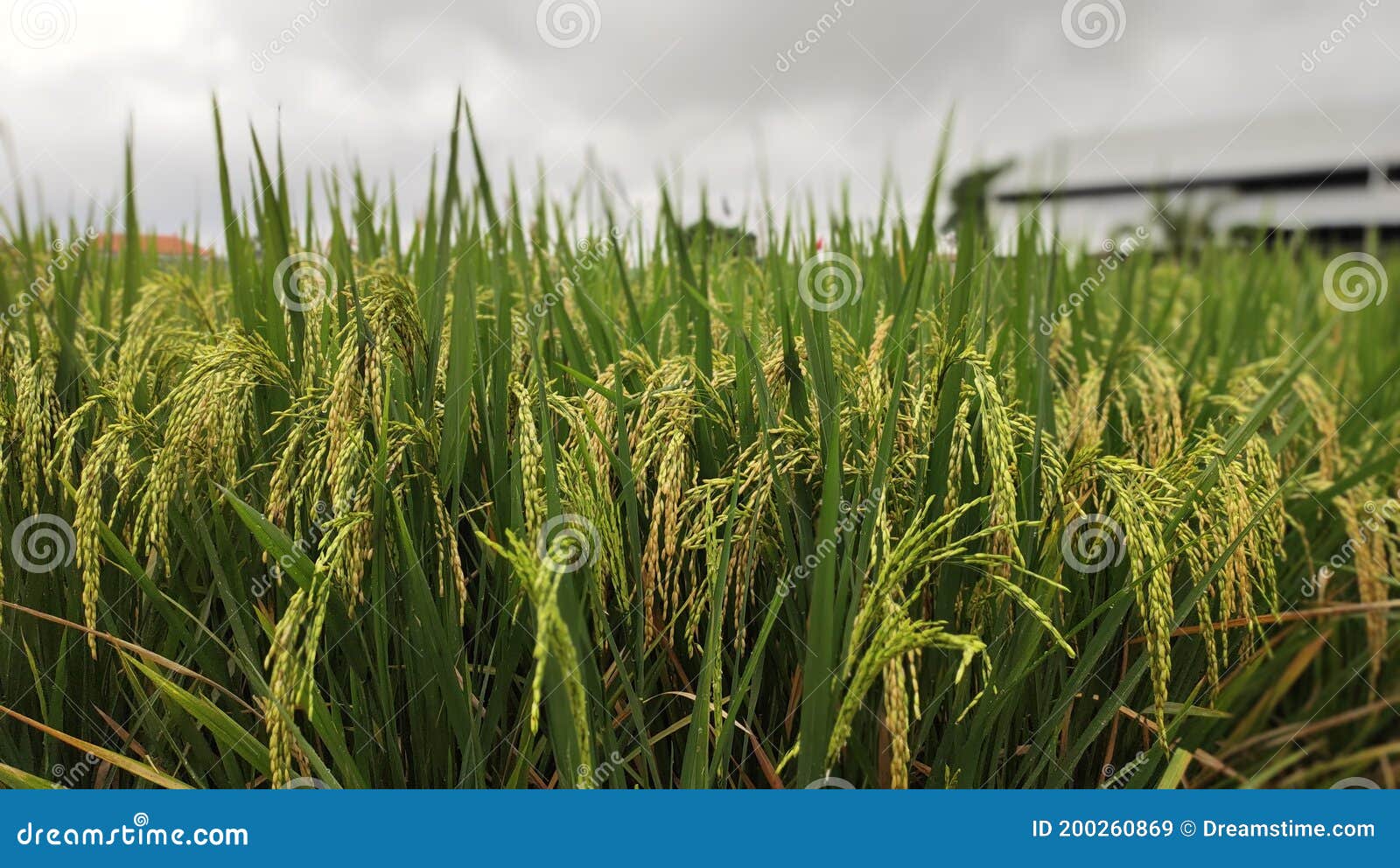 Rice fields in cloudy time stock image. Image of agriculture - 200260869