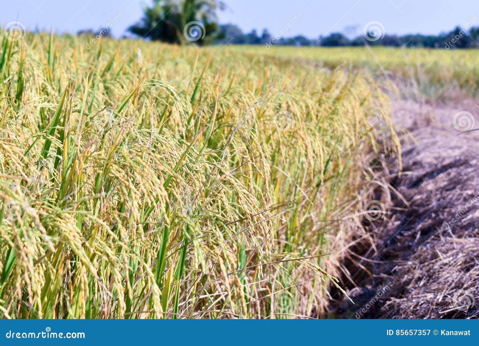 Rice Fields Color Gold, Landscape Photo. Stock Image - Image of food ...