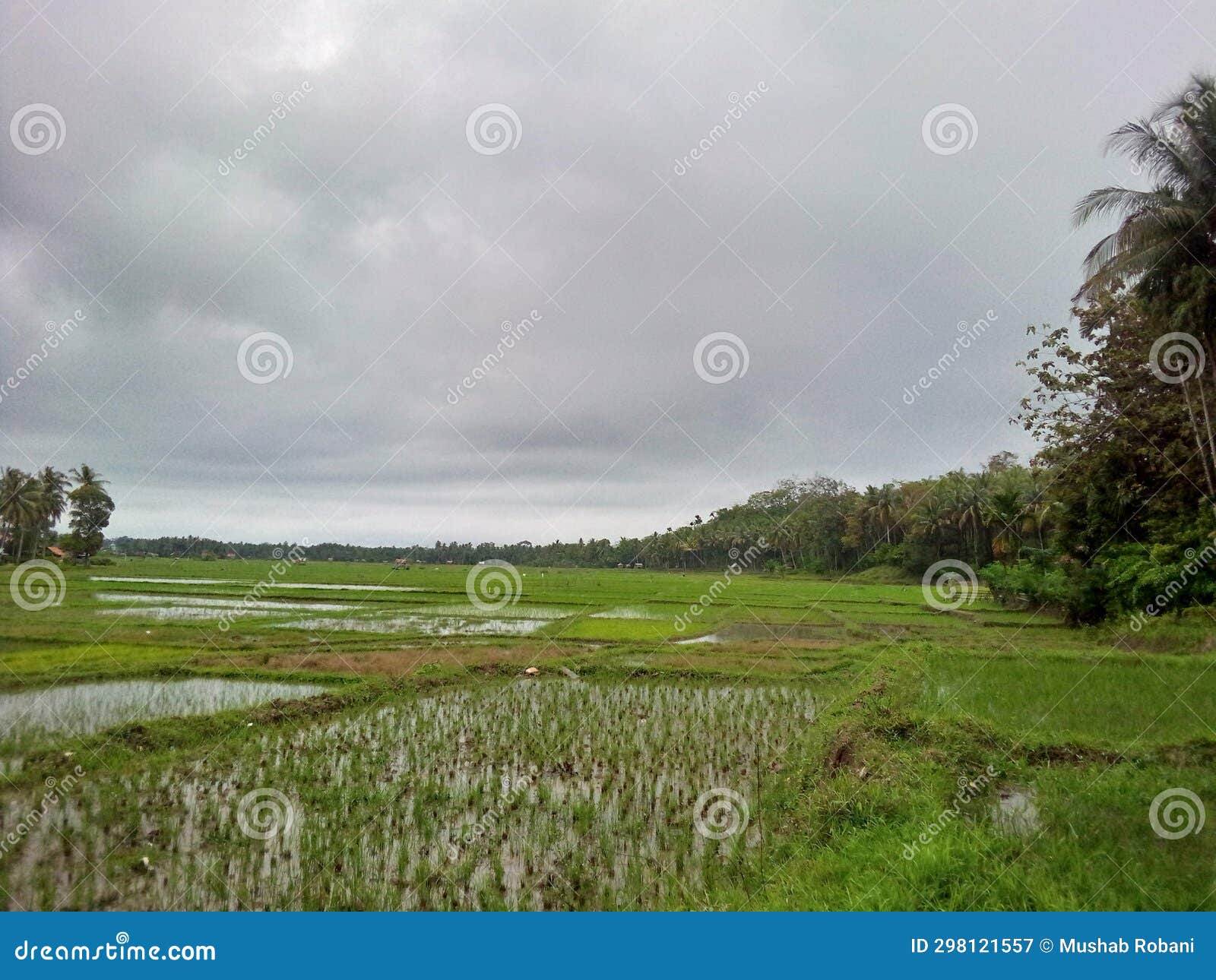 Rice Fields in the Countryside are Green after the Rain Stock Image ...