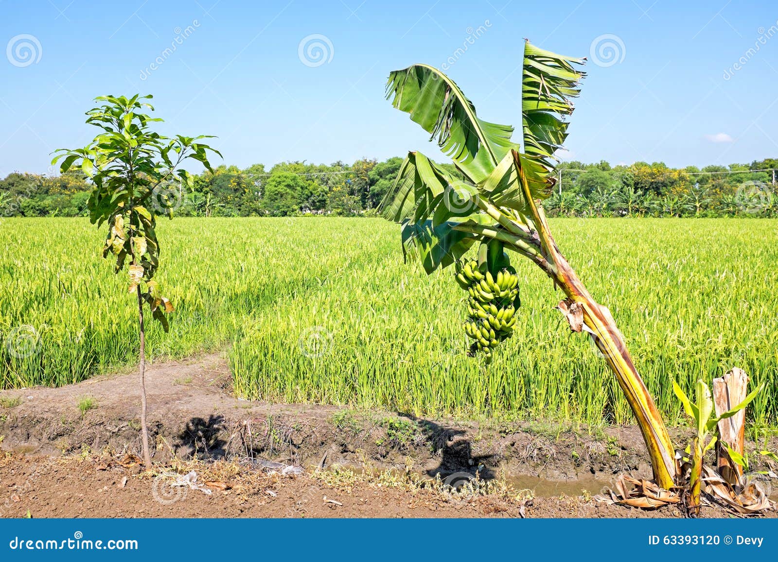 Rice Fields in the Countryside from Myanmar Stock Photo - Image of ...