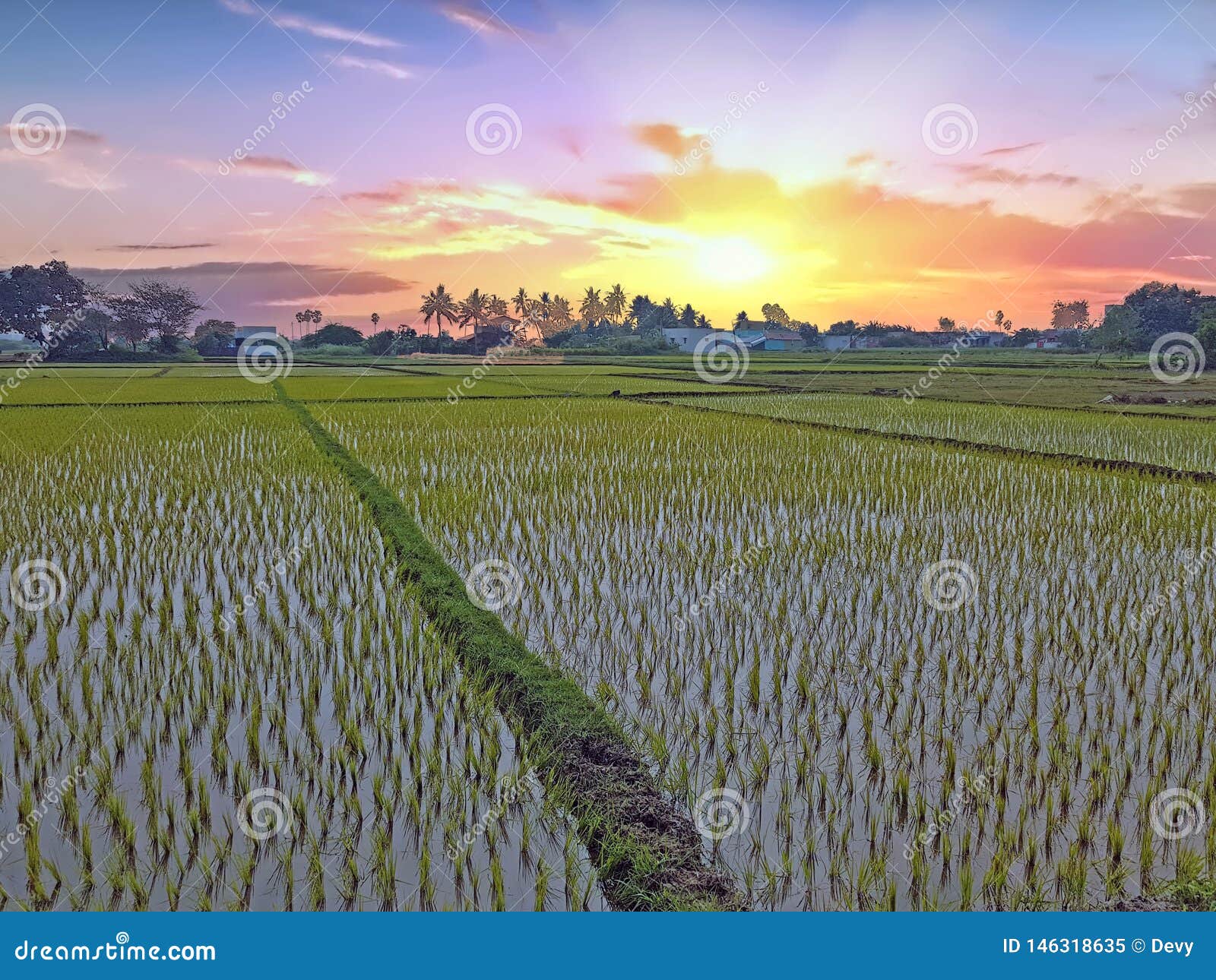 Rice Fields in the Countryside from Tiruvanamalai in India Stock Image ...