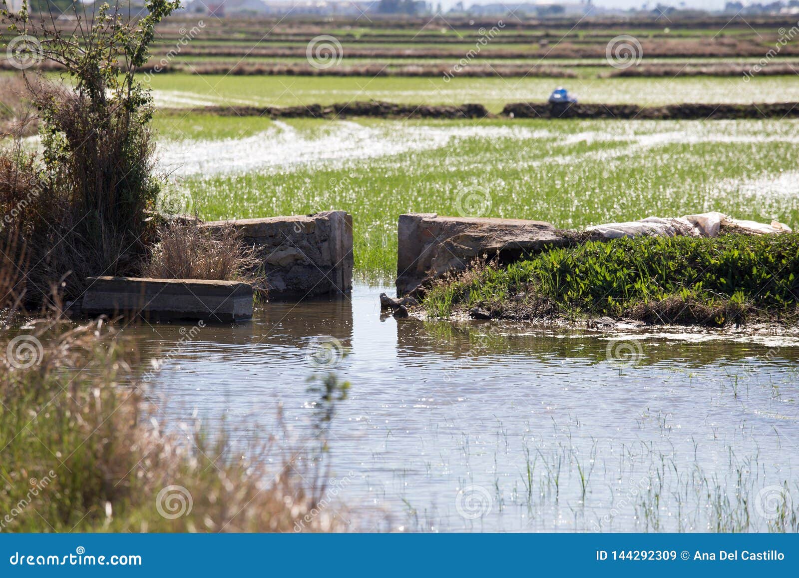 Rice Fields in Cullera Valencia Spain Stock Image - Image of grass ...