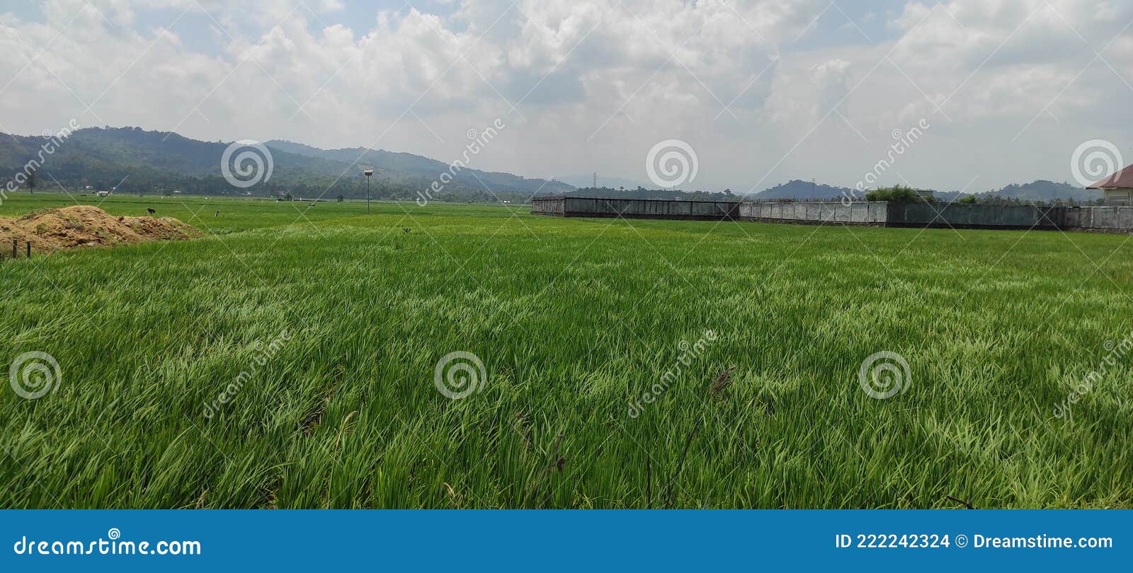 Rice Fields are Cultivated and Irrigated Land for Rice Planting Stock ...