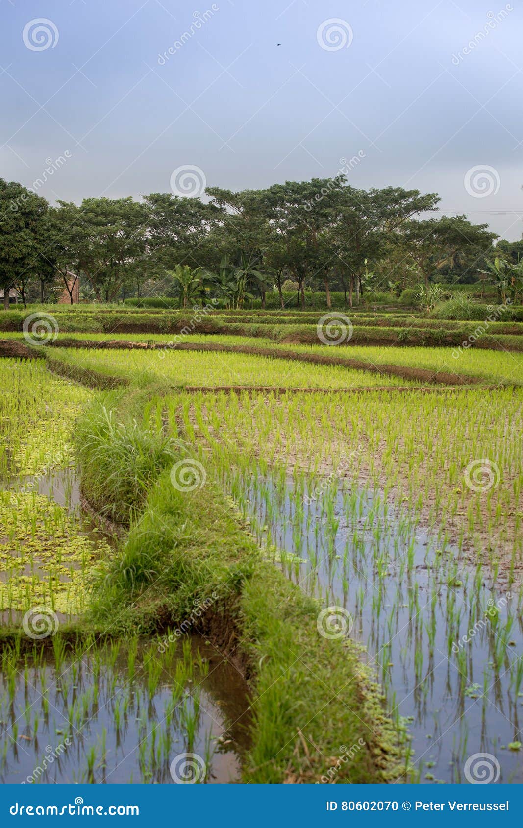 Rice fields with dams stock photo. Image of agriculture - 80602070