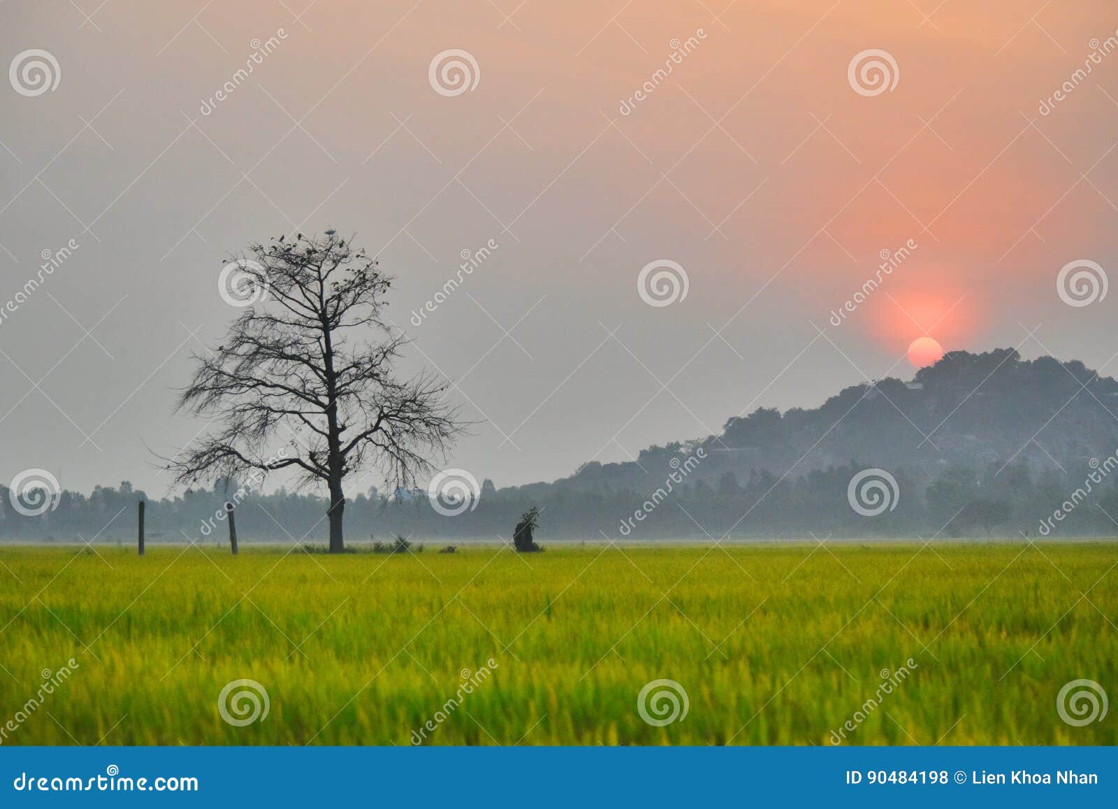 Rice fields at dawn stock photo. Image of fineart, vietnamlandscape ...