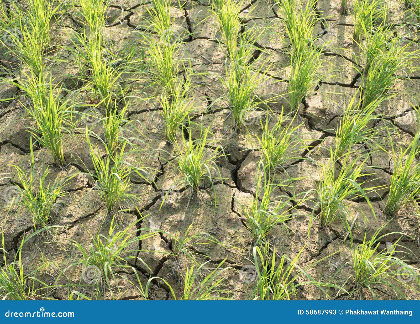 Rice fields with drought stock image. Image of crop, agriculture - 58687993
