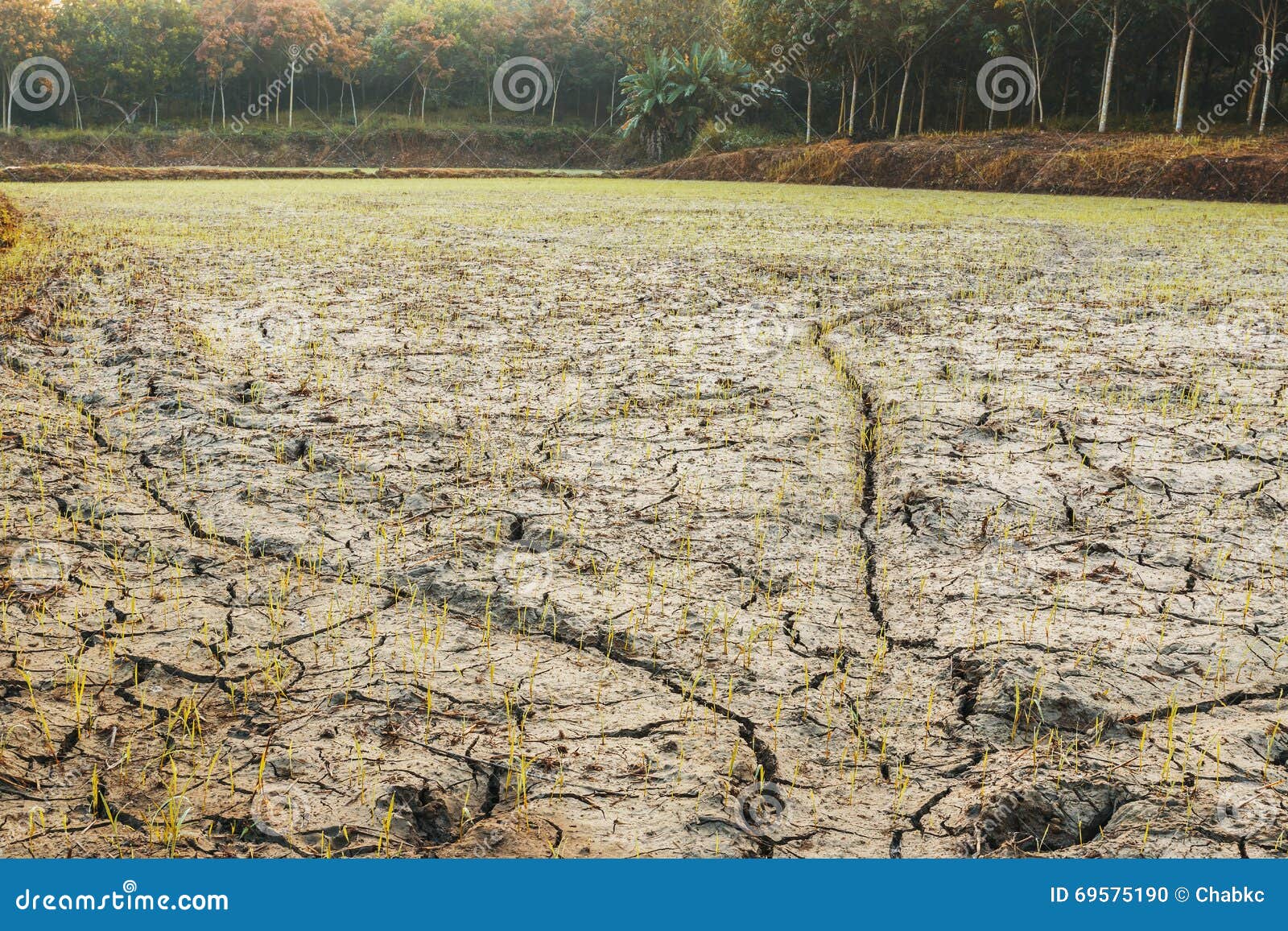 Rice Fields during the Dry Season Stock Photo - Image of agriculture ...