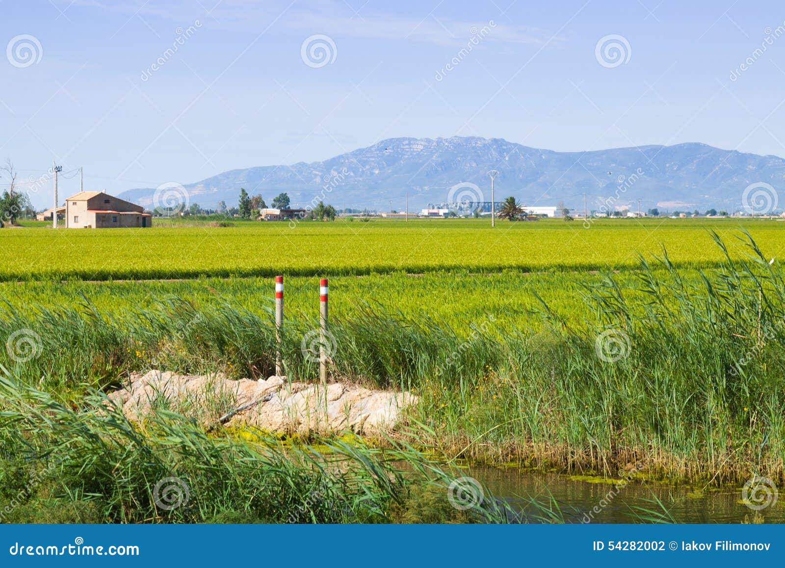 Rice fields in Ebro Delta stock photo. Image of grain - 54282002