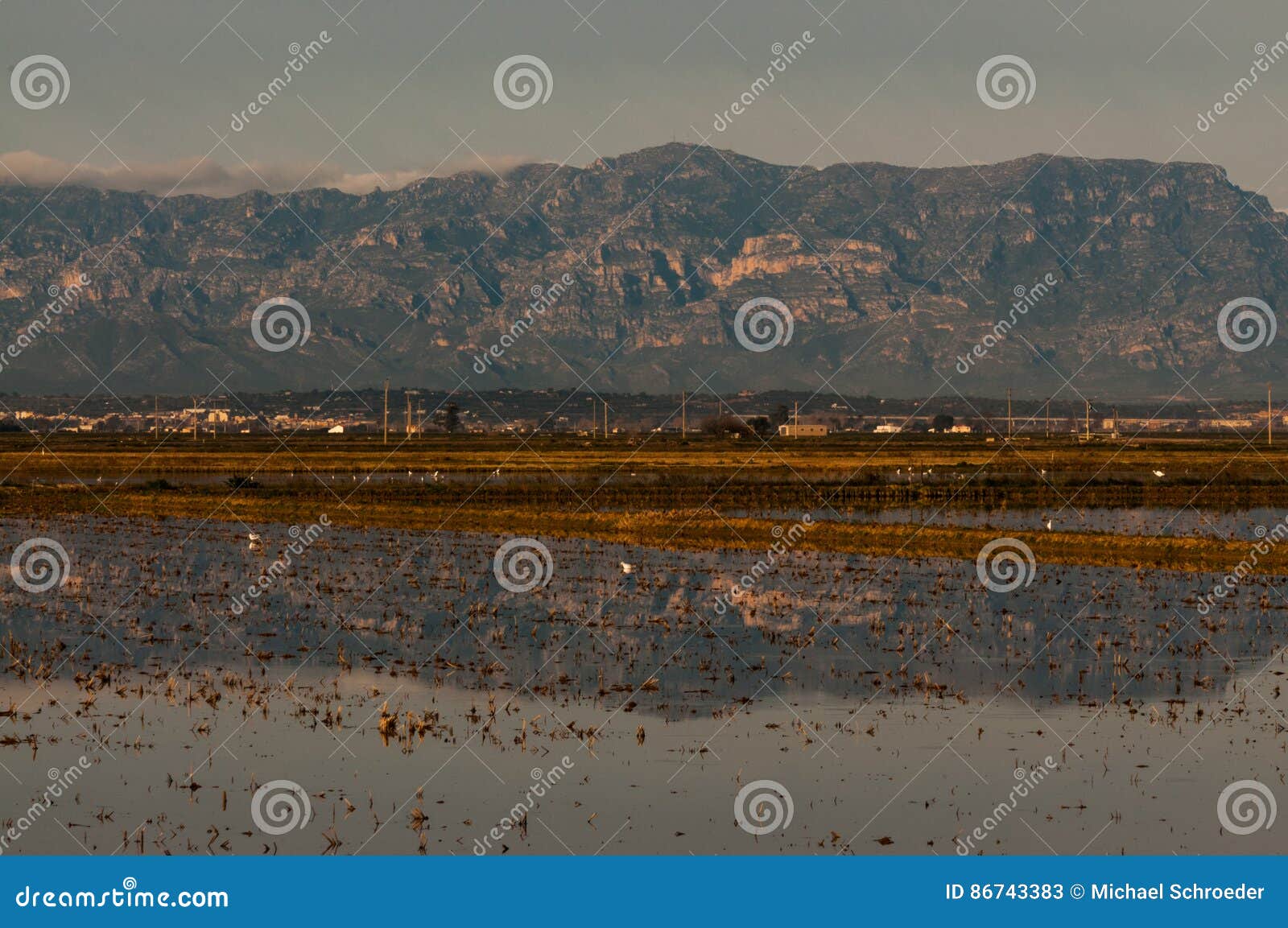 Rice Fields in the Ebro Delta Stock Image - Image of countryside, paddy ...