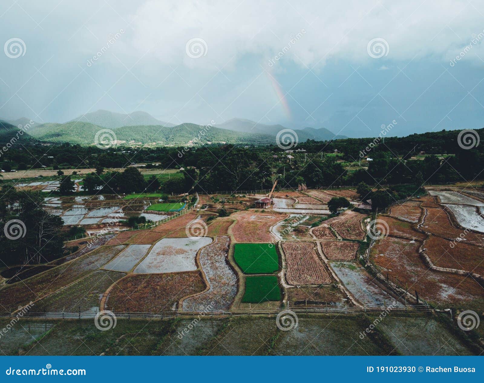 Rice Fields in the Evening after the Rain Stock Photo - Image of land ...