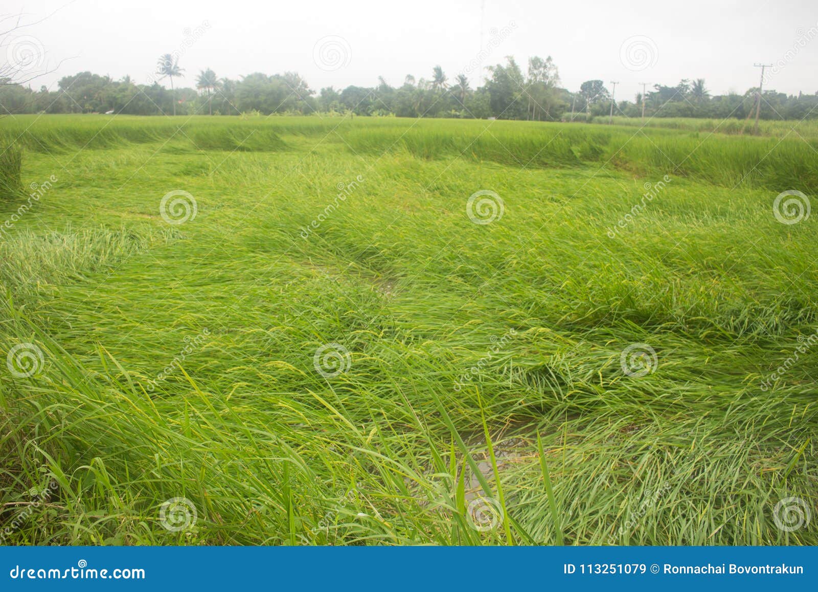 Rice Fields Falling Down after the Storm Stock Image - Image of ...