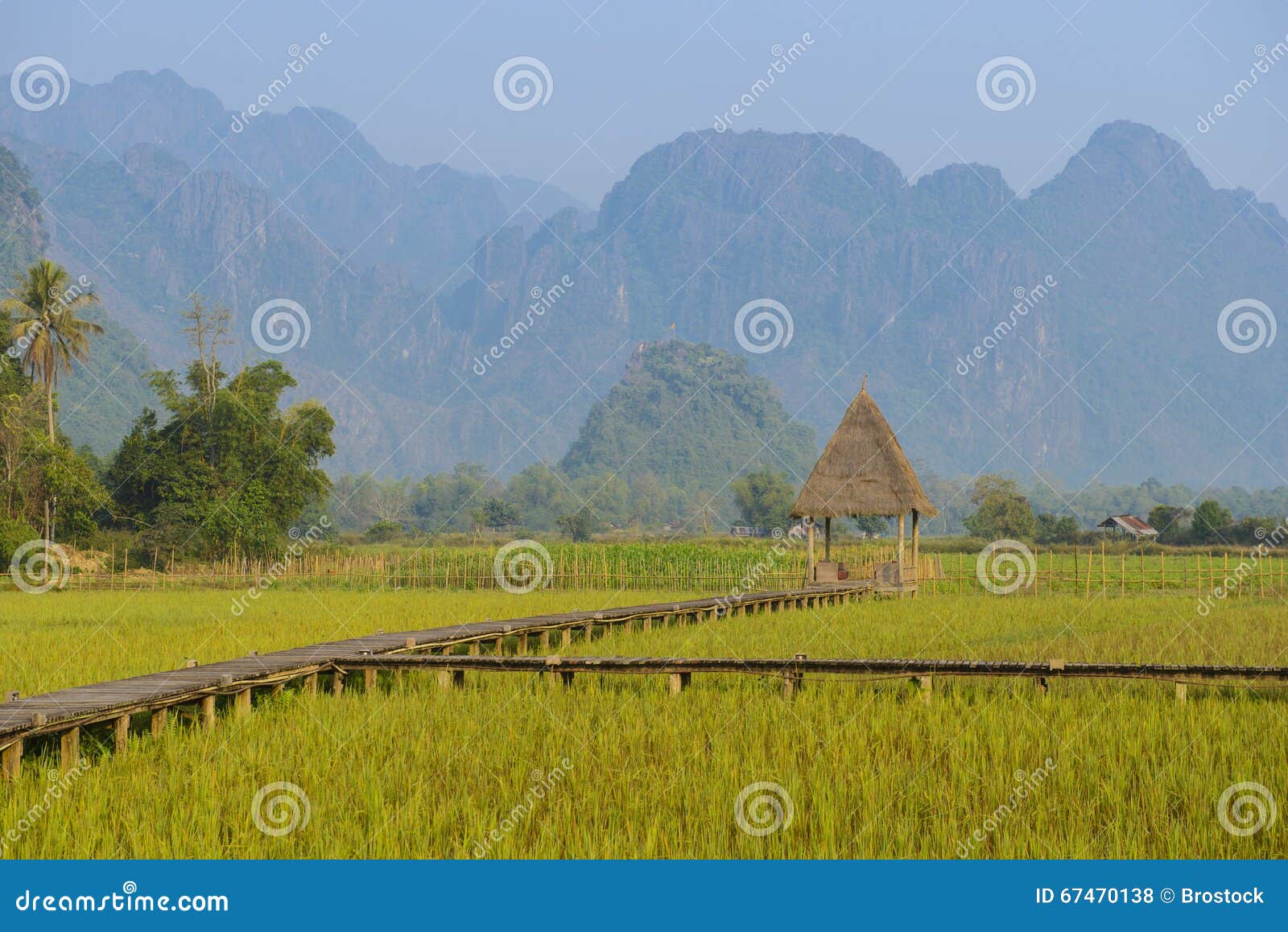 Rice fields farm at Laos stock photo. Image of laos, mountain - 67470138