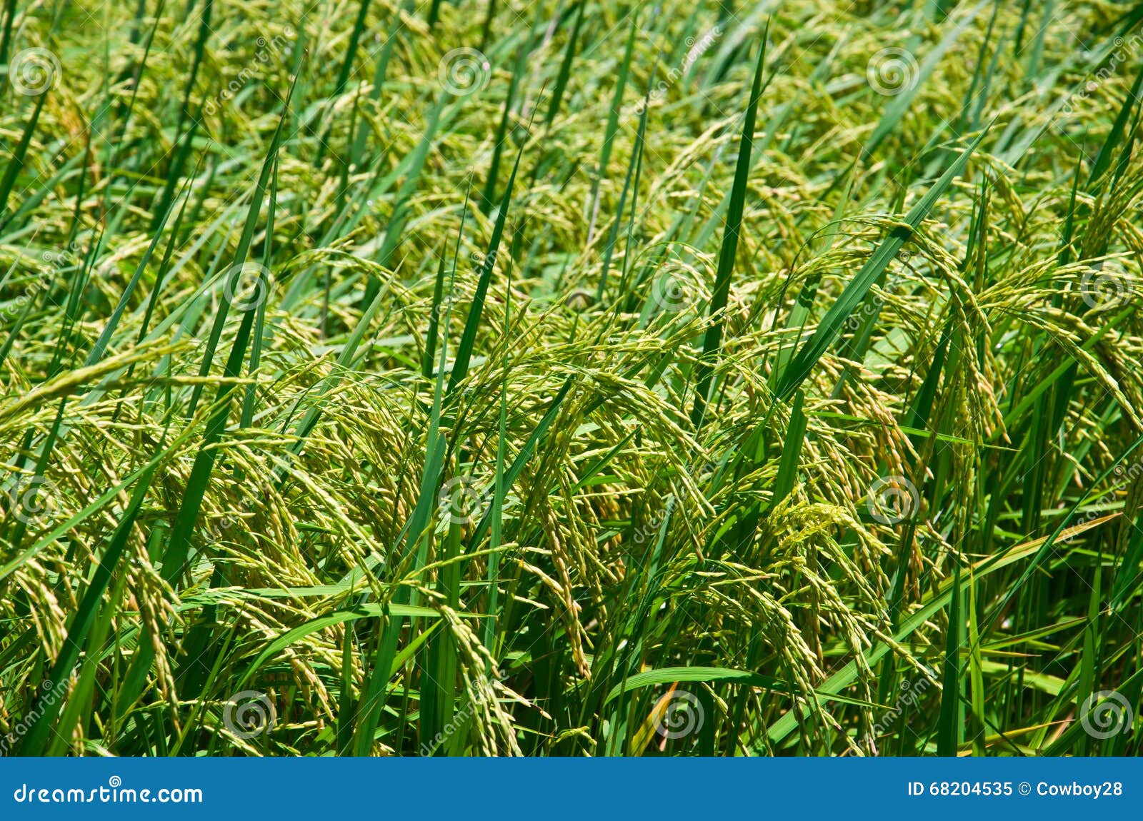 Rice Fields, Farm Plots, in Thailand Stock Image - Image of outside ...