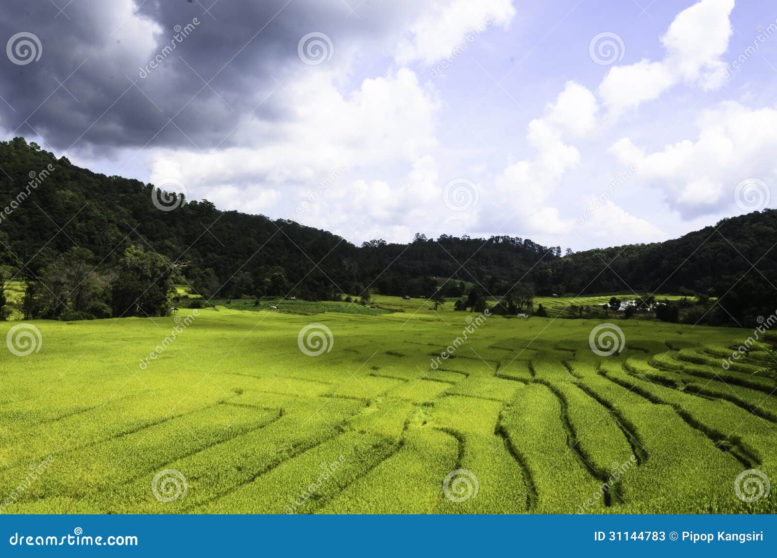 Rice fields stock image. Image of grain, landscape, crop - 31144783