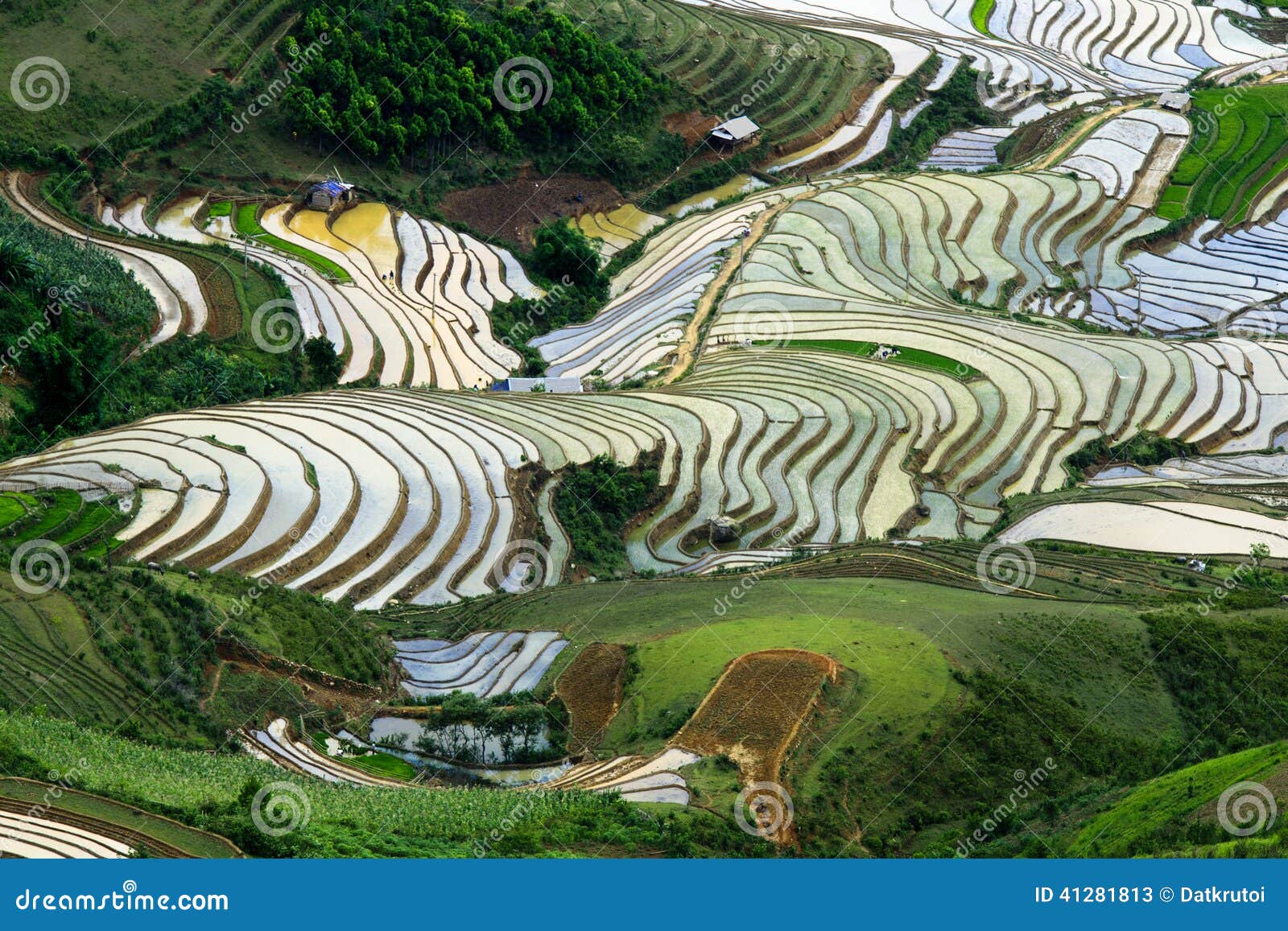 Rice fields stock image. Image of whater, landscape, green - 41281813