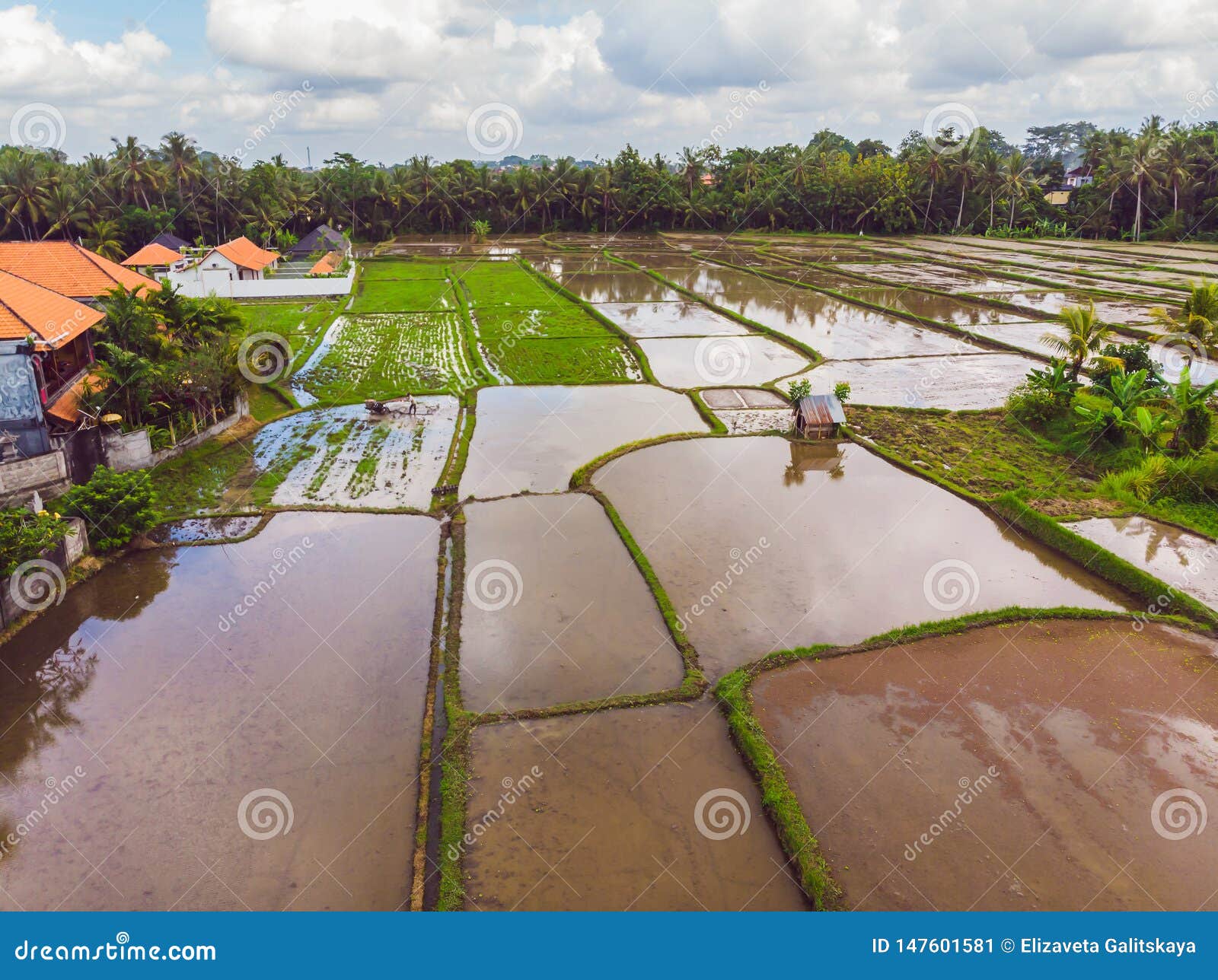 The Rice Fields are Flooded with Water. Flooded Rice Paddies. Agronomic ...