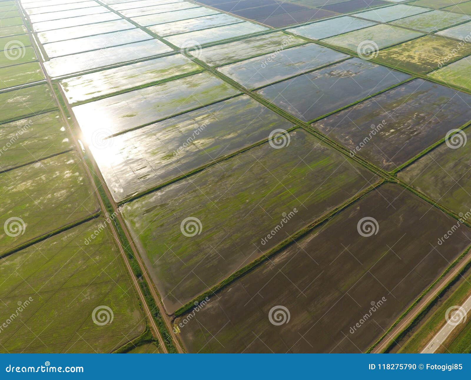 The Rice Fields are Flooded with Water. Flooded Rice Paddies. Agronomic ...