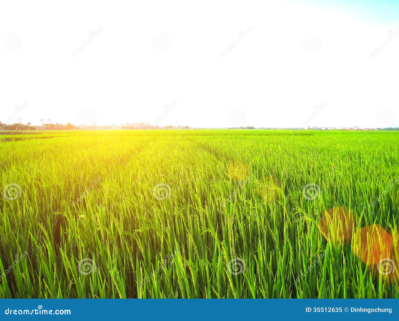 Rice Fields are Flowering Period Stock Image - Image of field ...