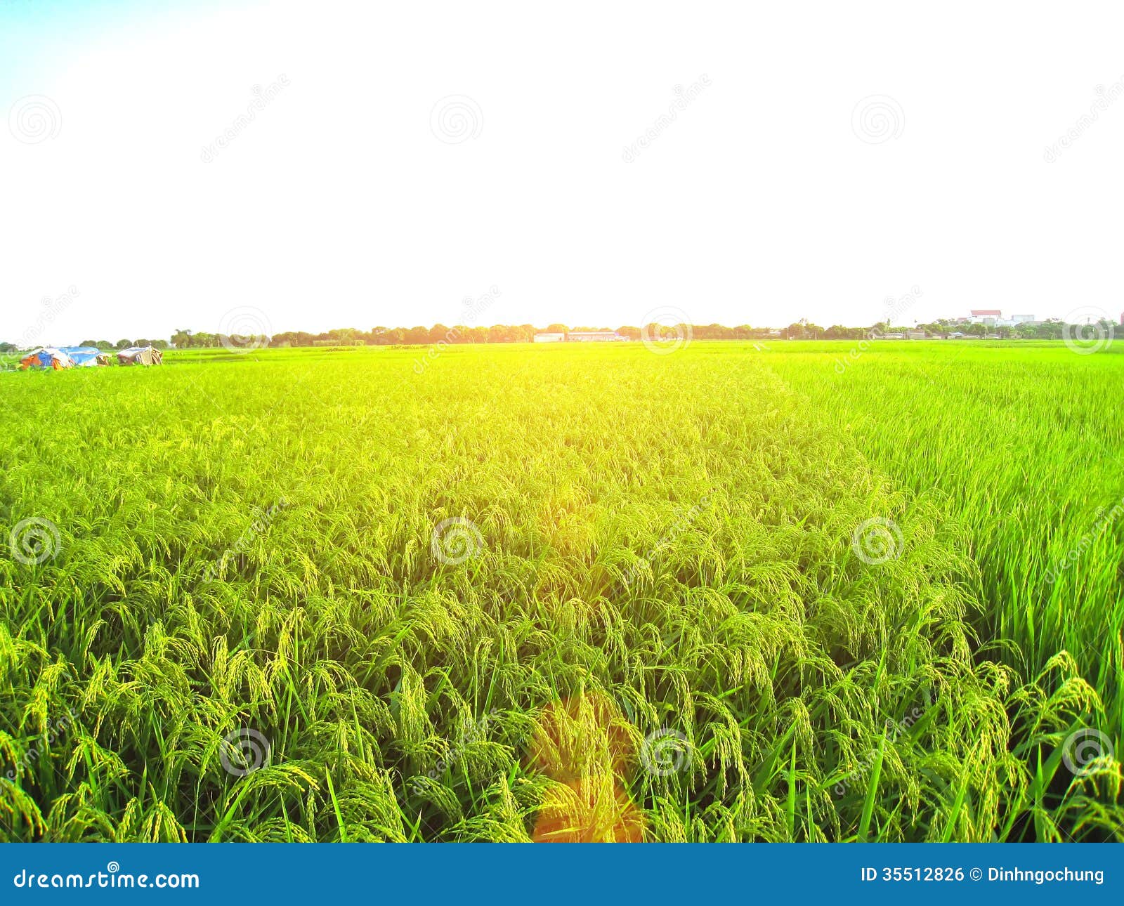 Rice Fields are Flowering Period Stock Photo - Image of landscape ...