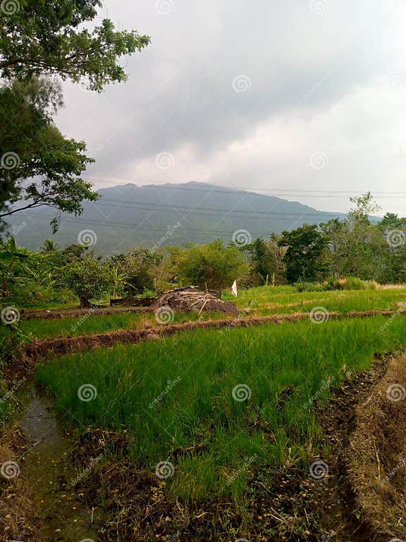Rice Fields at the Foot of the Mountain Stock Photo - Image of foot ...